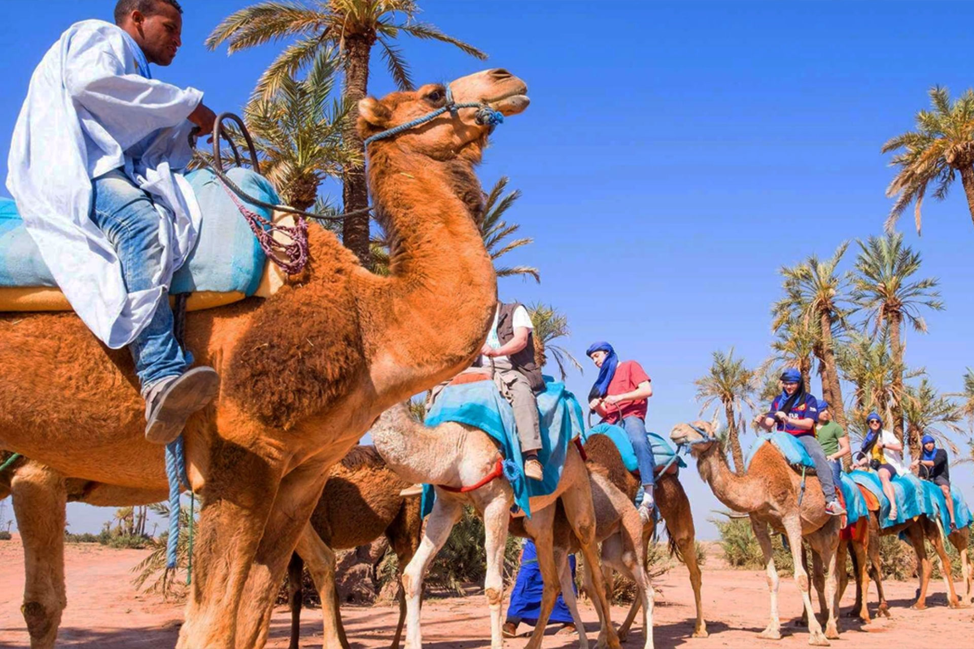 Camel Ride Experience in the Palm Grove – Marrakech - Sahara Calling